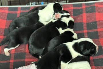 All listings - Working Dogs NZ