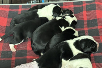 All listings - Working Dogs NZ