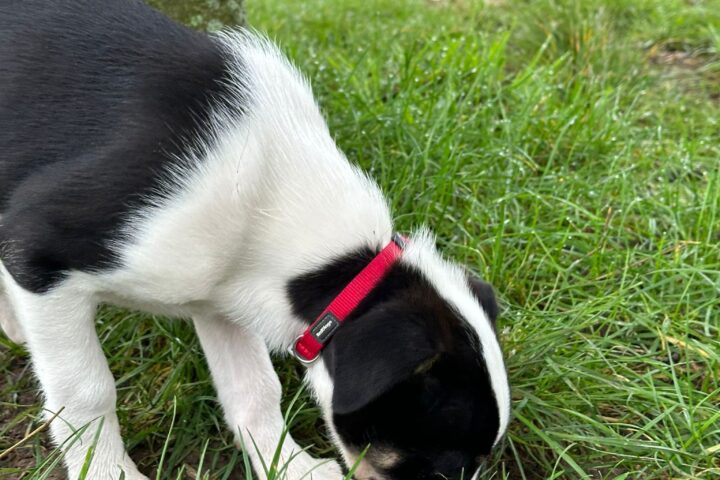 All listings - Working Dogs NZ