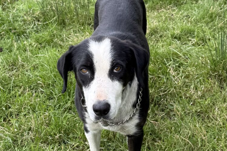 All listings - Working Dogs NZ