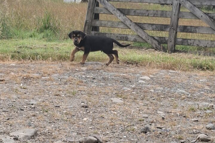 Huntaways – Working Dogs NZ