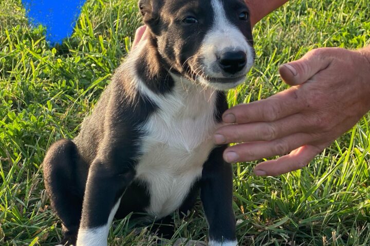 Listings Archive - Working Dogs NZ