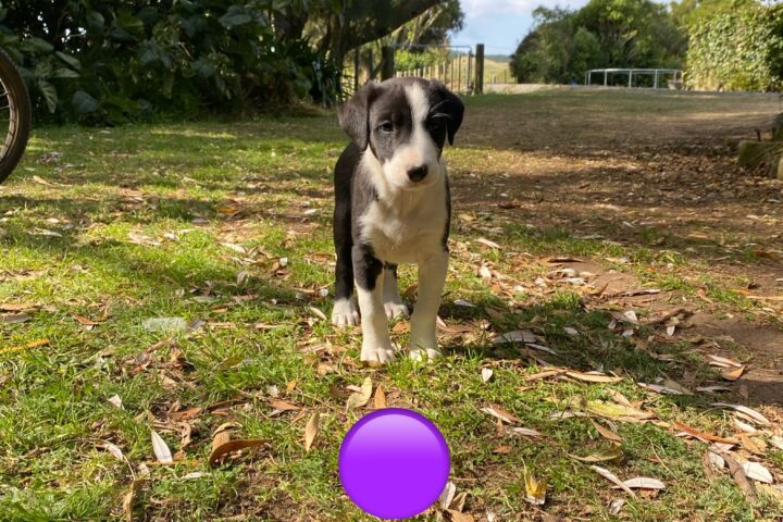 Homepage 2 - Working Dogs NZ