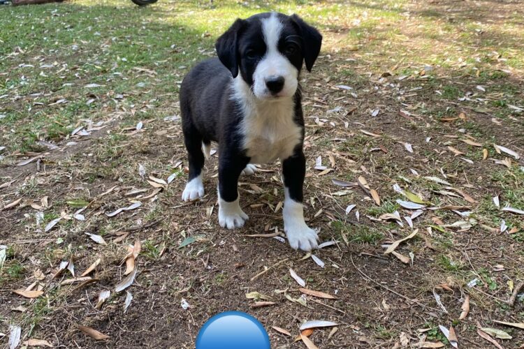 Homepage 2 - Working Dogs NZ