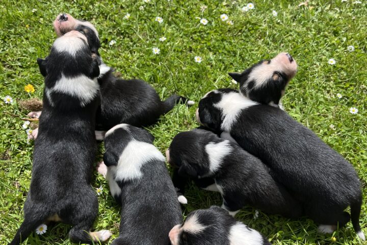 Homepage 2 - Working Dogs NZ