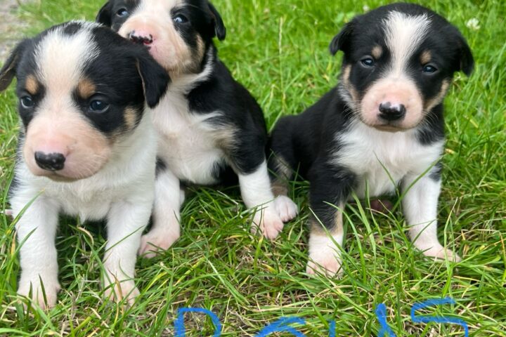 Homepage 2 - Working Dogs NZ