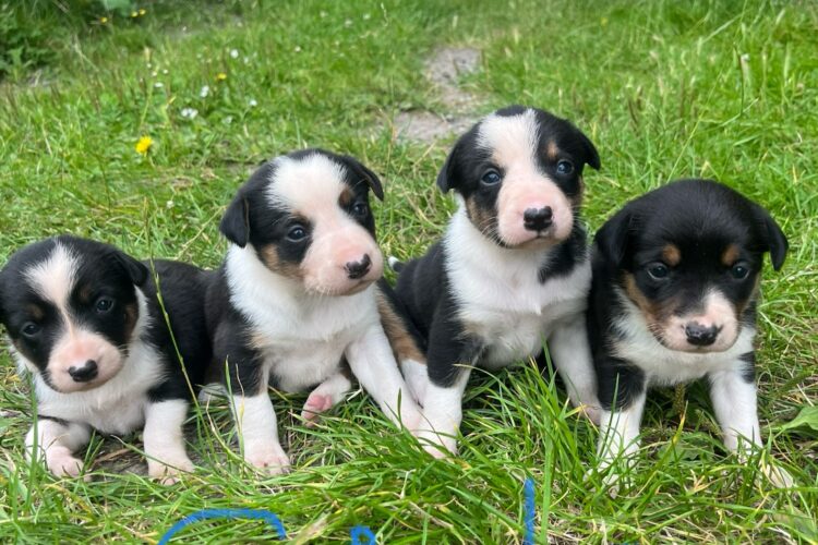 Homepage 2 - Working Dogs NZ