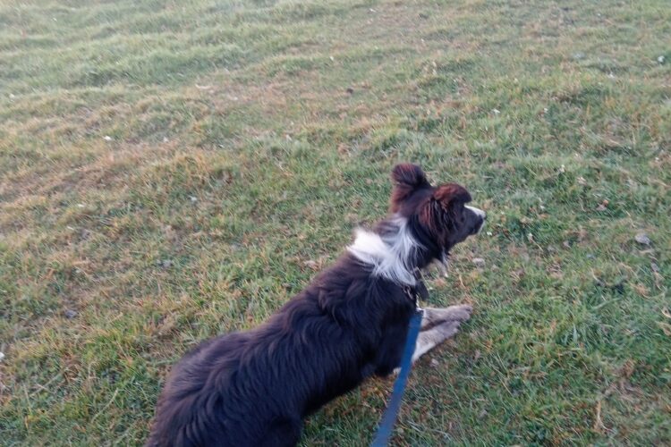 All listings - Working Dogs NZ