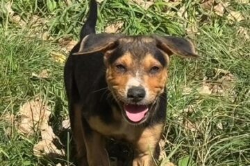 All listings - Working Dogs NZ