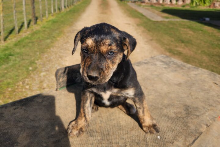 Huntaways – Working Dogs NZ