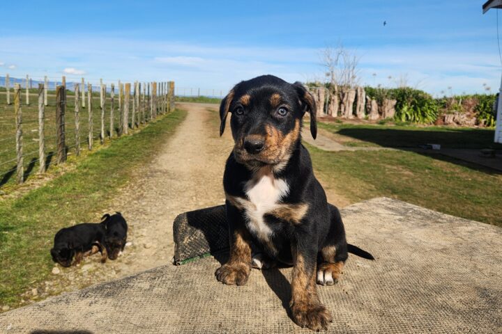 Huntaways – Working Dogs NZ