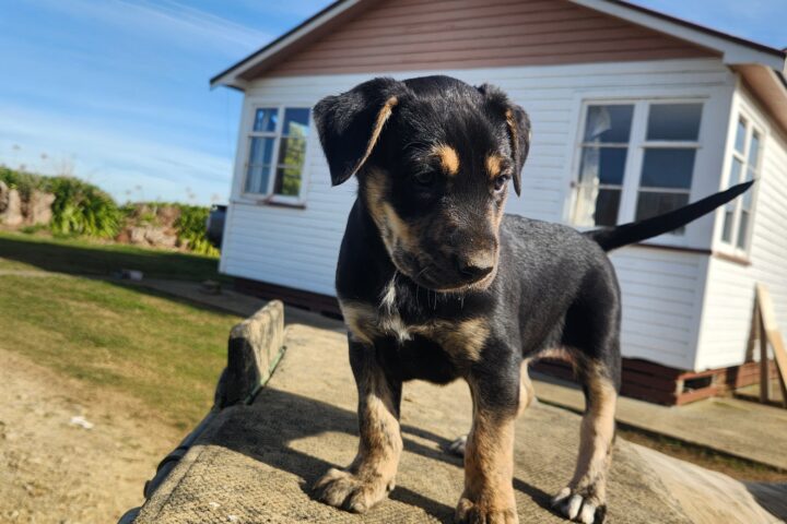 Huntaways – Working Dogs NZ