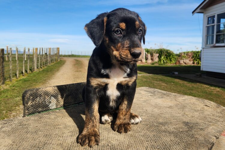 Huntaways – Working Dogs NZ