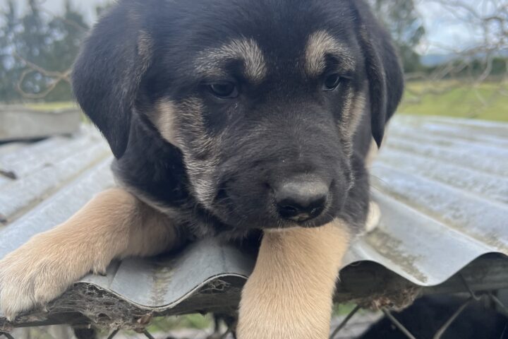 Huntaways – Working Dogs NZ