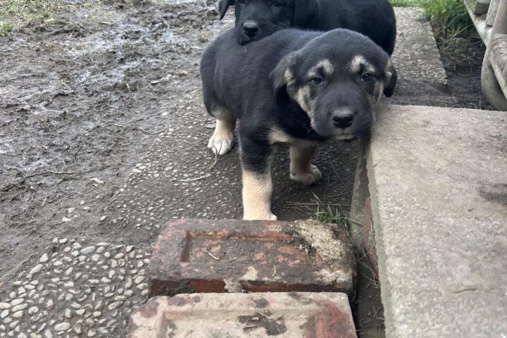 Huntaways – Working Dogs NZ