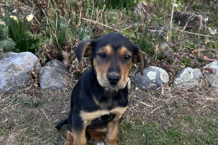 Huntaways – Working Dogs NZ