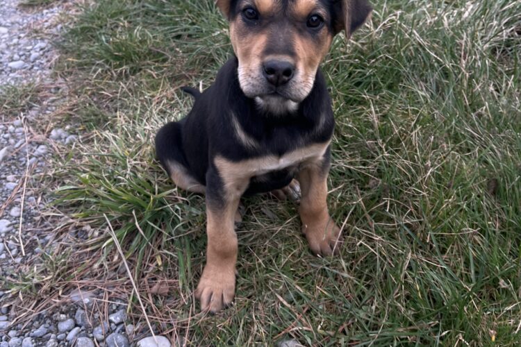 Huntaways – Working Dogs NZ