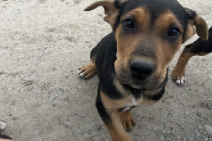 Huntaways – Working Dogs NZ