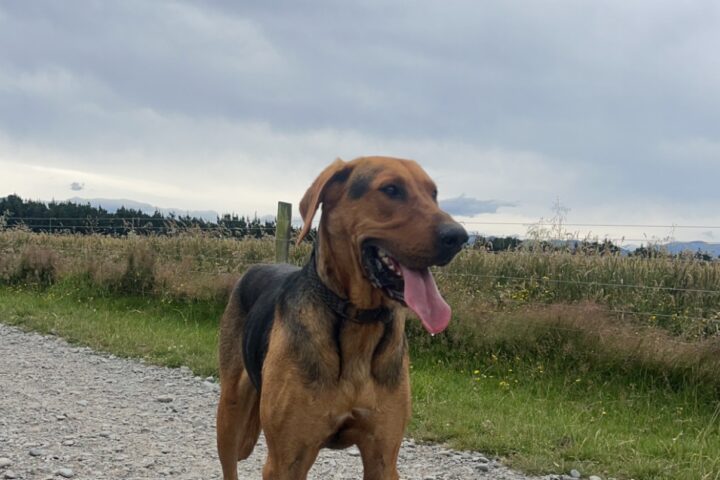 Huntaways – Working Dogs NZ