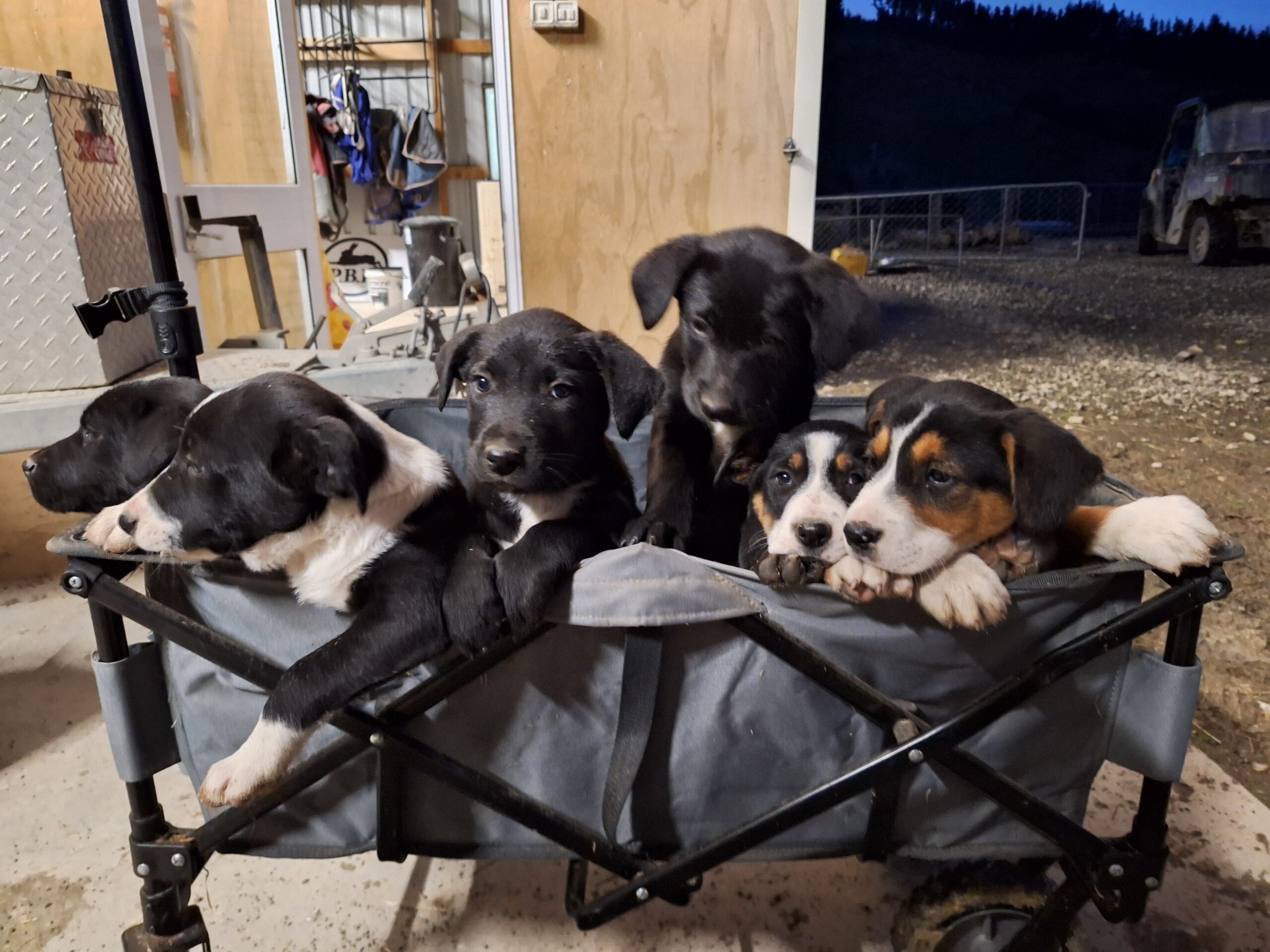 Huntaway/handy dog puppies - Working Dogs NZ