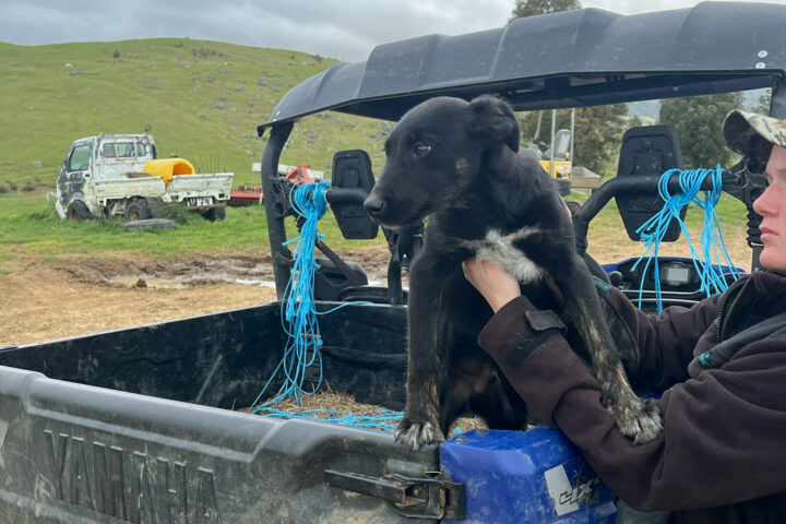 Homepage 2 - Working Dogs NZ