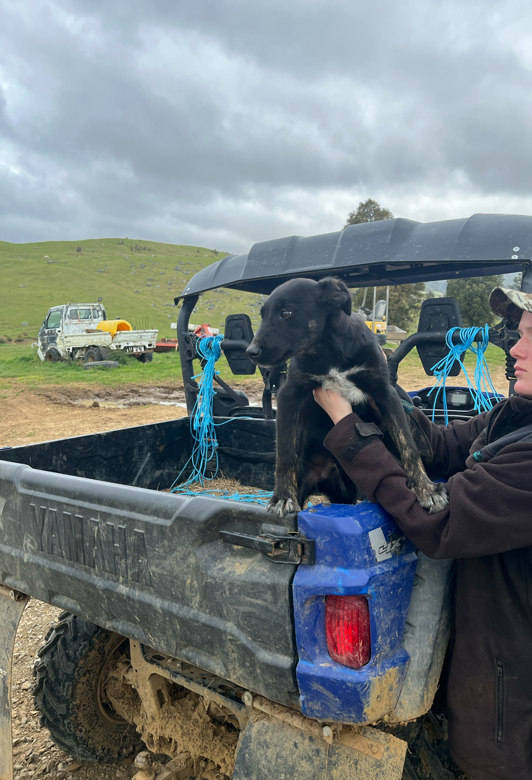 Four month old huntaway beardie cross - Working Dogs NZ
