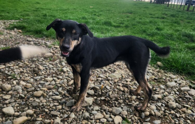 Brindle Huntaway - Working Dogs NZ