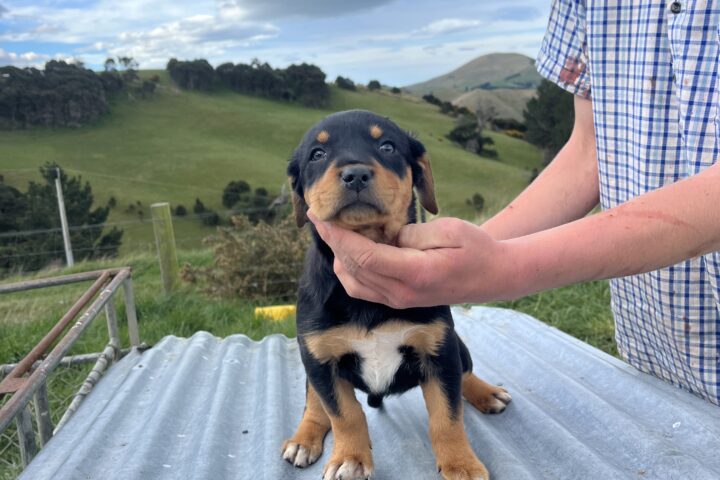 Huntaways – Working Dogs NZ