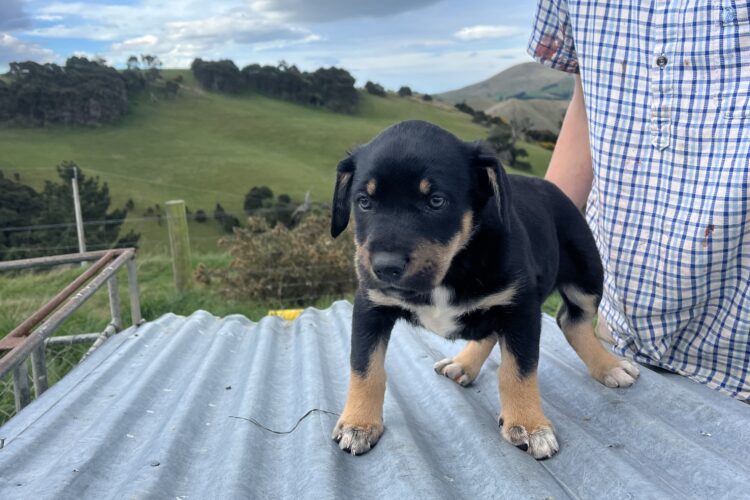 Homepage 2 - Working Dogs NZ