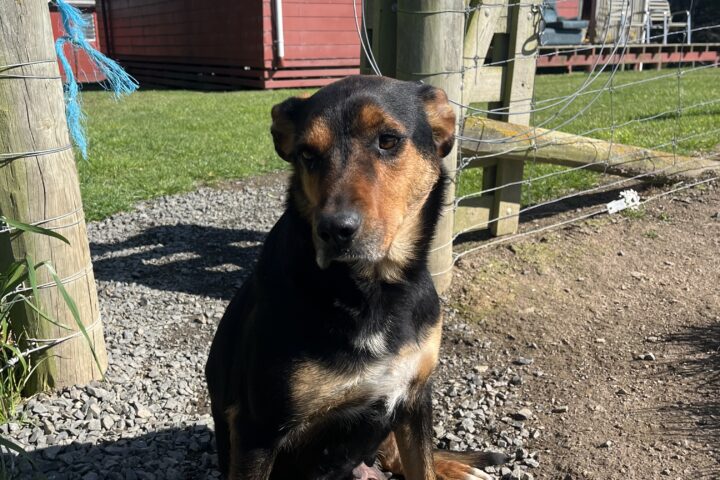 Huntaways – Working Dogs NZ