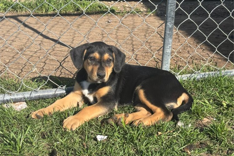 Huntaways – Working Dogs NZ