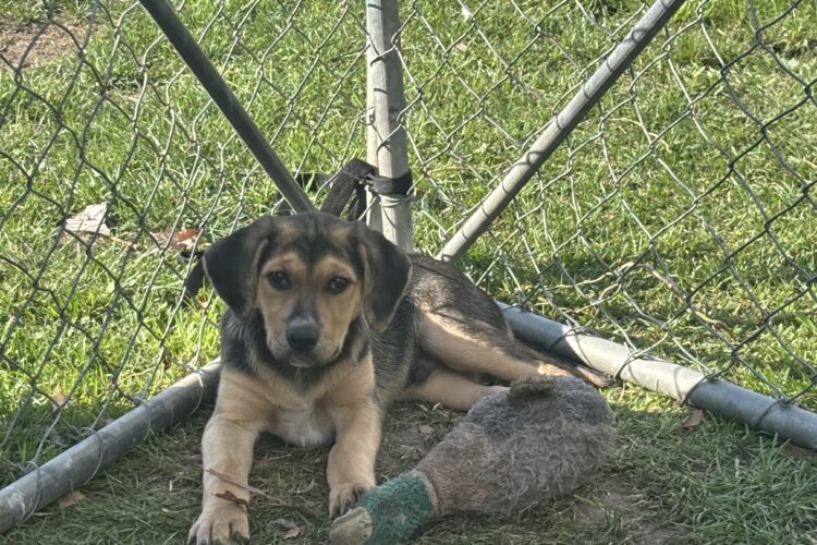 Huntaways – Working Dogs NZ