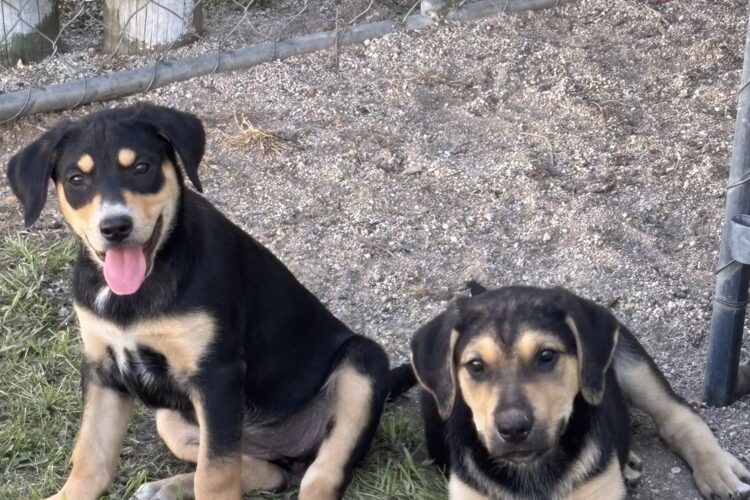 Huntaways – Working Dogs NZ