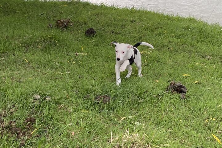 All listings - Working Dogs NZ