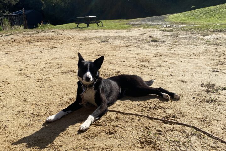 Homepage 2 - Working Dogs NZ