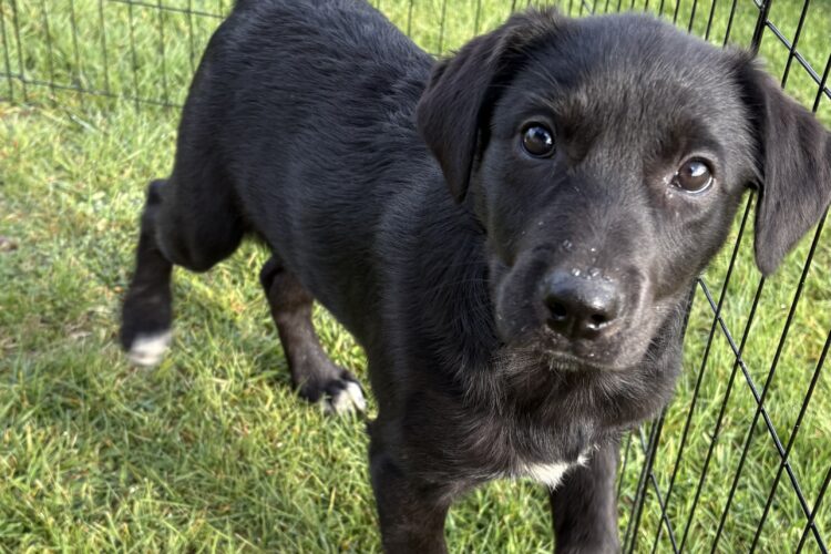 Huntaways – Working Dogs NZ