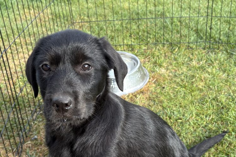 Huntaways – Working Dogs NZ