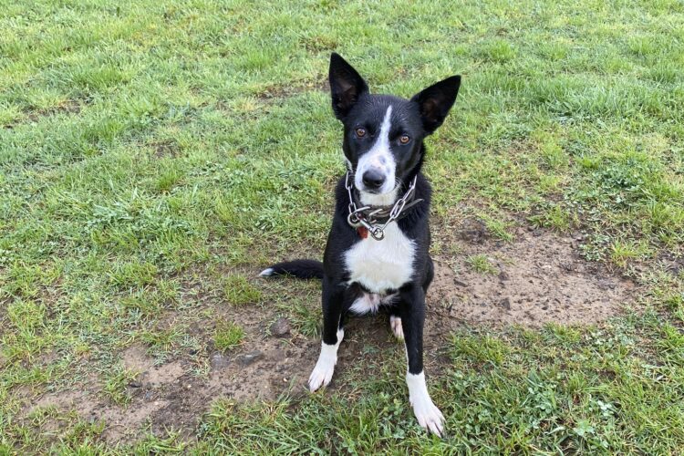 Homepage 2 - Working Dogs NZ