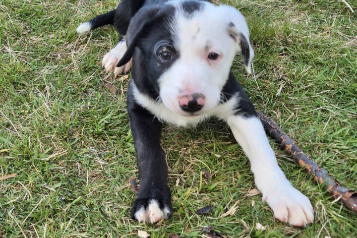 All listings - Working Dogs NZ