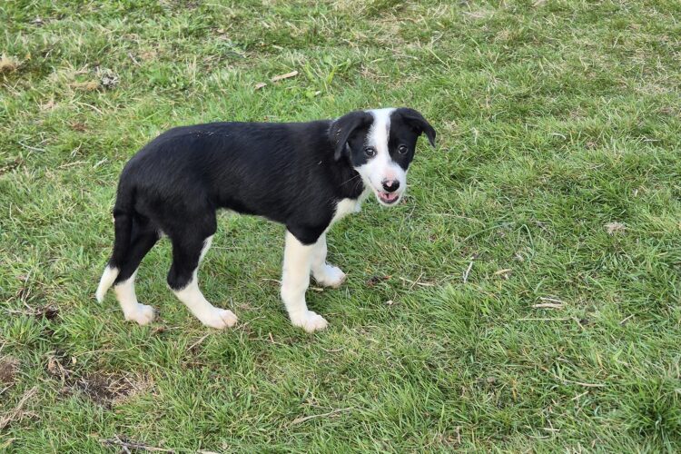 All listings - Working Dogs NZ