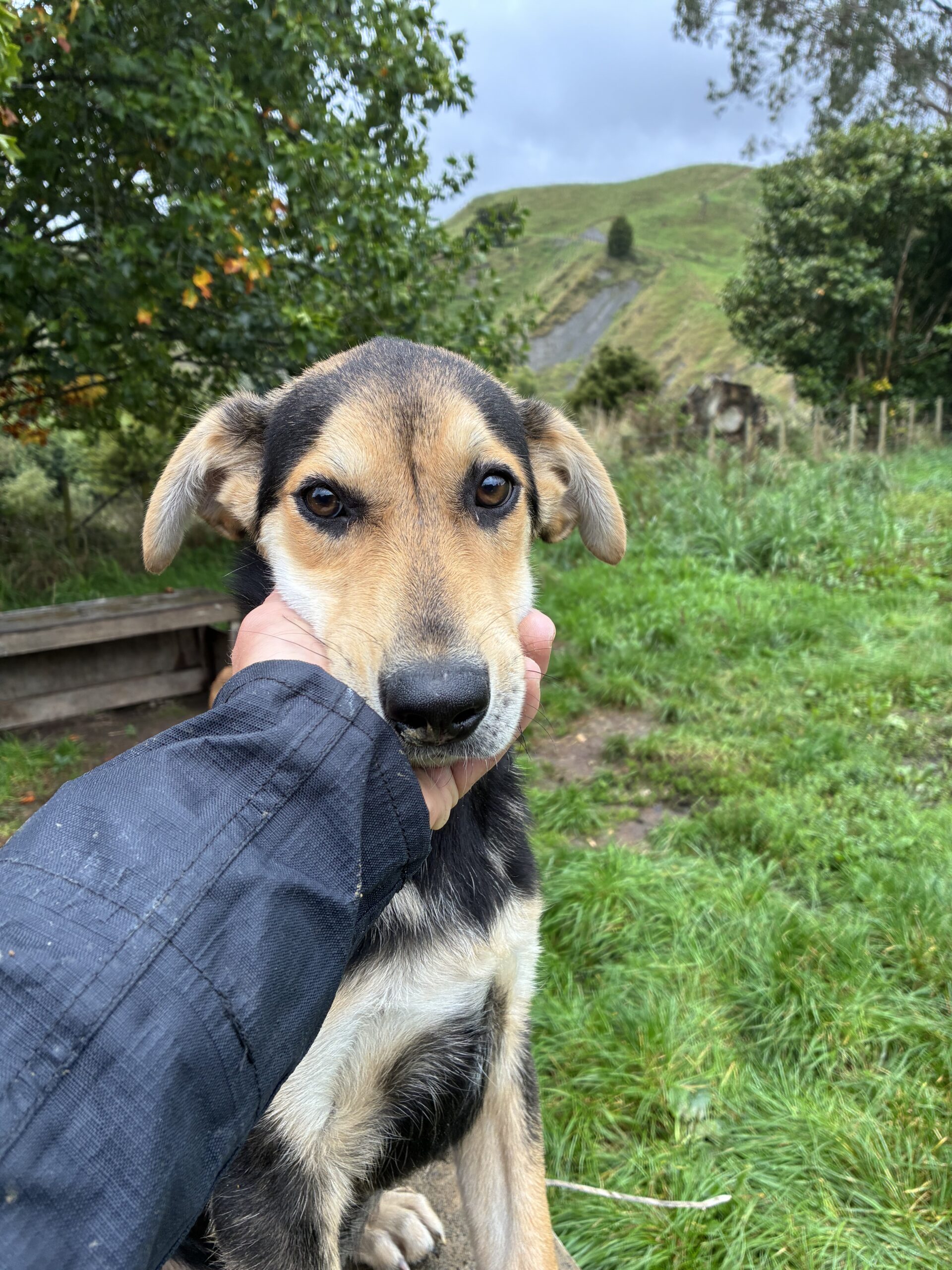 Hunter way boy - Working Dogs NZ